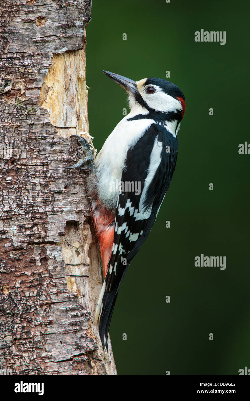 Male Great Spotted Woodpecker Dendrocopos major Stock Photo - Alamy