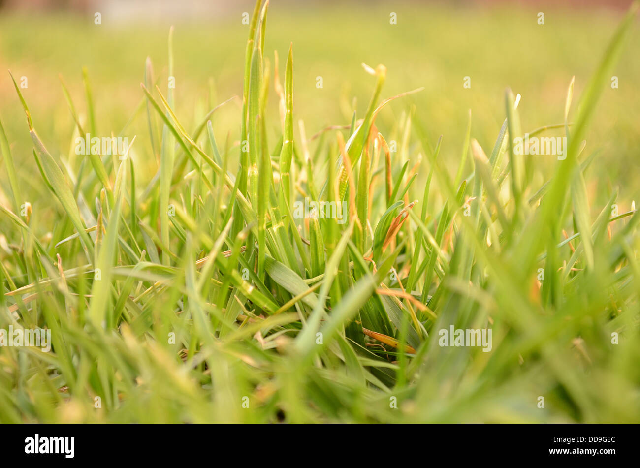 Natural park plants hi-res stock photography and images - Alamy