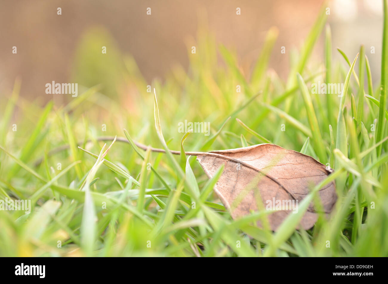 One fallen leaf hi-res stock photography and images - Alamy