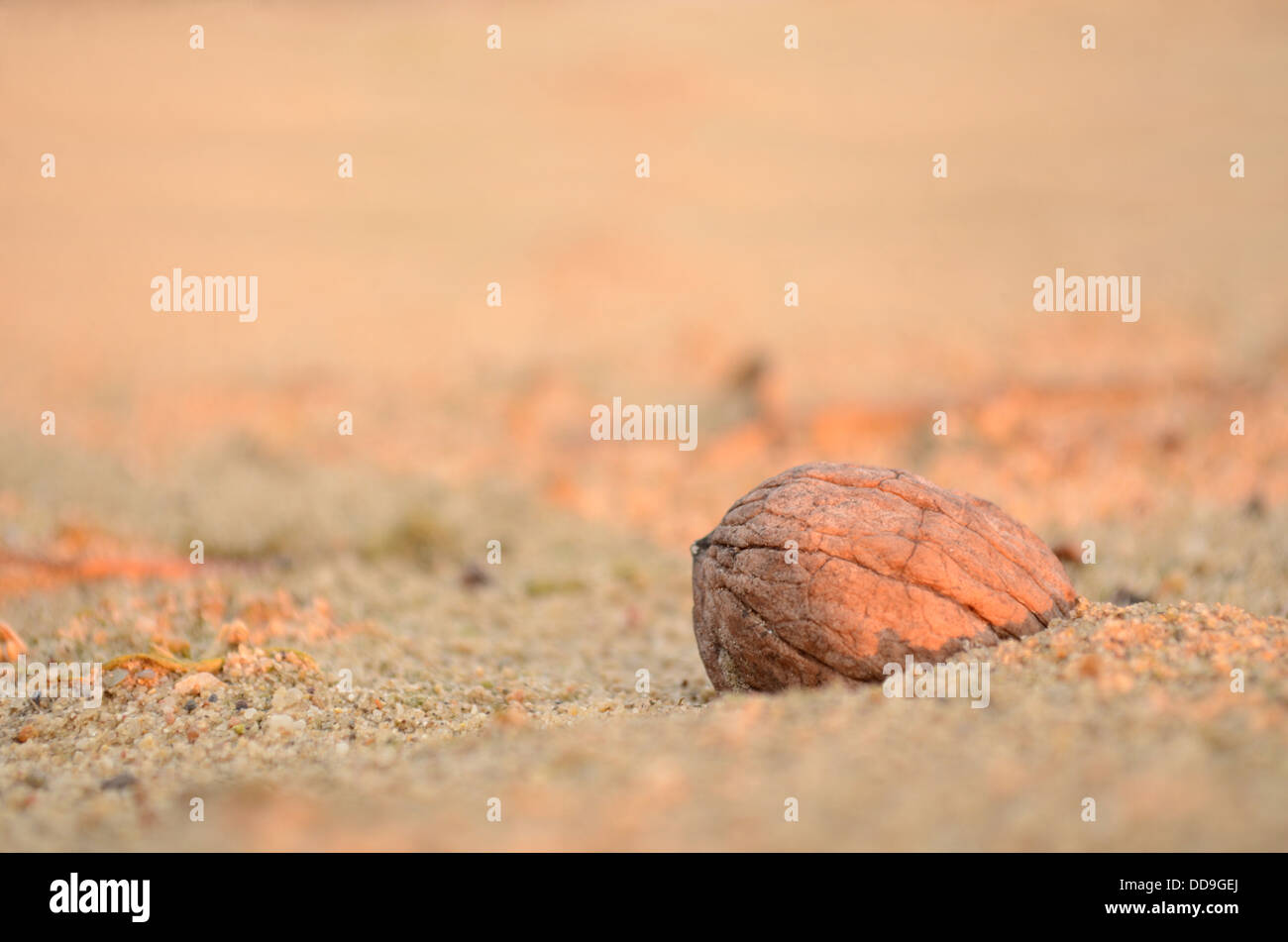 Walnut with open shell hi-res stock photography and images - Alamy