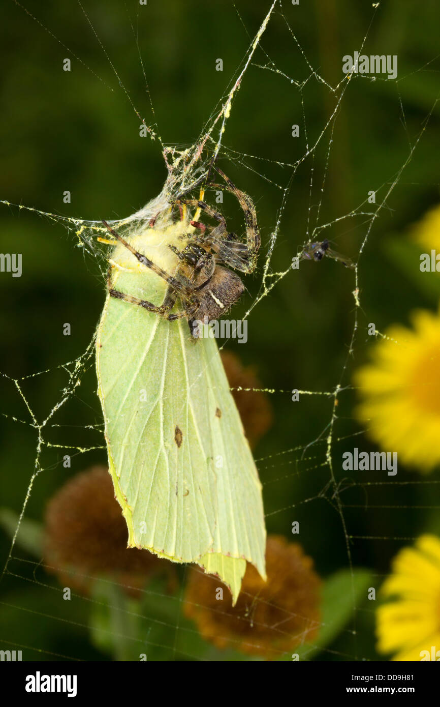 Butterfly caught in spider web hi-res stock photography and images - Alamy