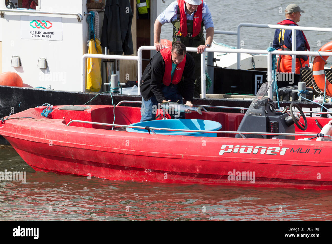 Salmon survey on the once heavily polluted river Tees in Middlesbrough ...