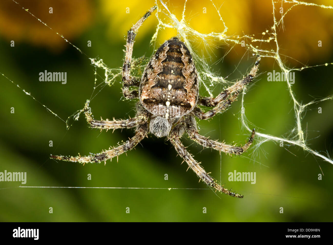 Butterfly caught in spider web hi-res stock photography and images - Alamy