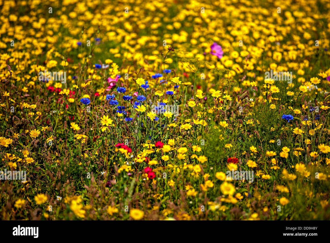 Wild Flower Meadow Stock Photo - Alamy