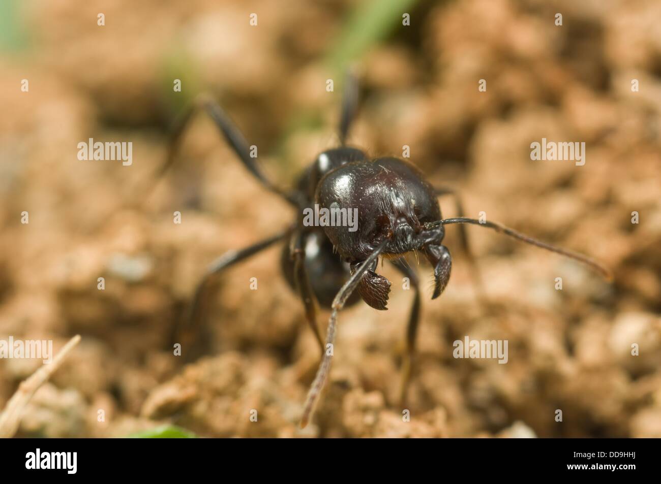 Aggressive threatening display by warriors of Messor barbarus, Spain Stock Photo - Alamy