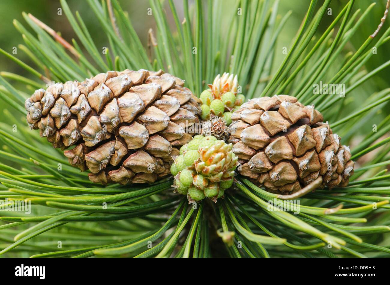 Pinus Uncinata Cones High Resolution Stock Photography and Images - Alamy