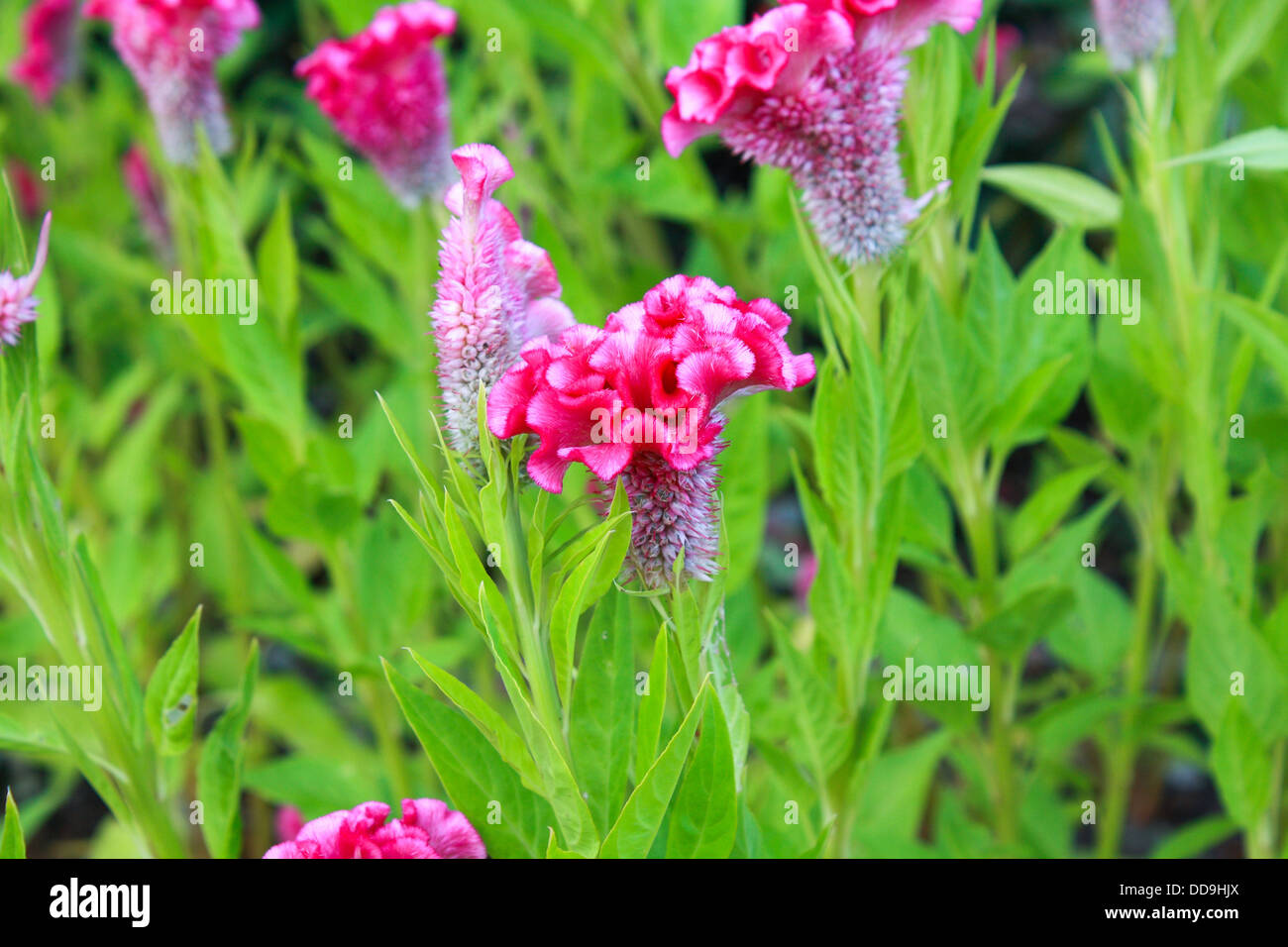 Green cockscomb hi-res stock photography and images - Alamy