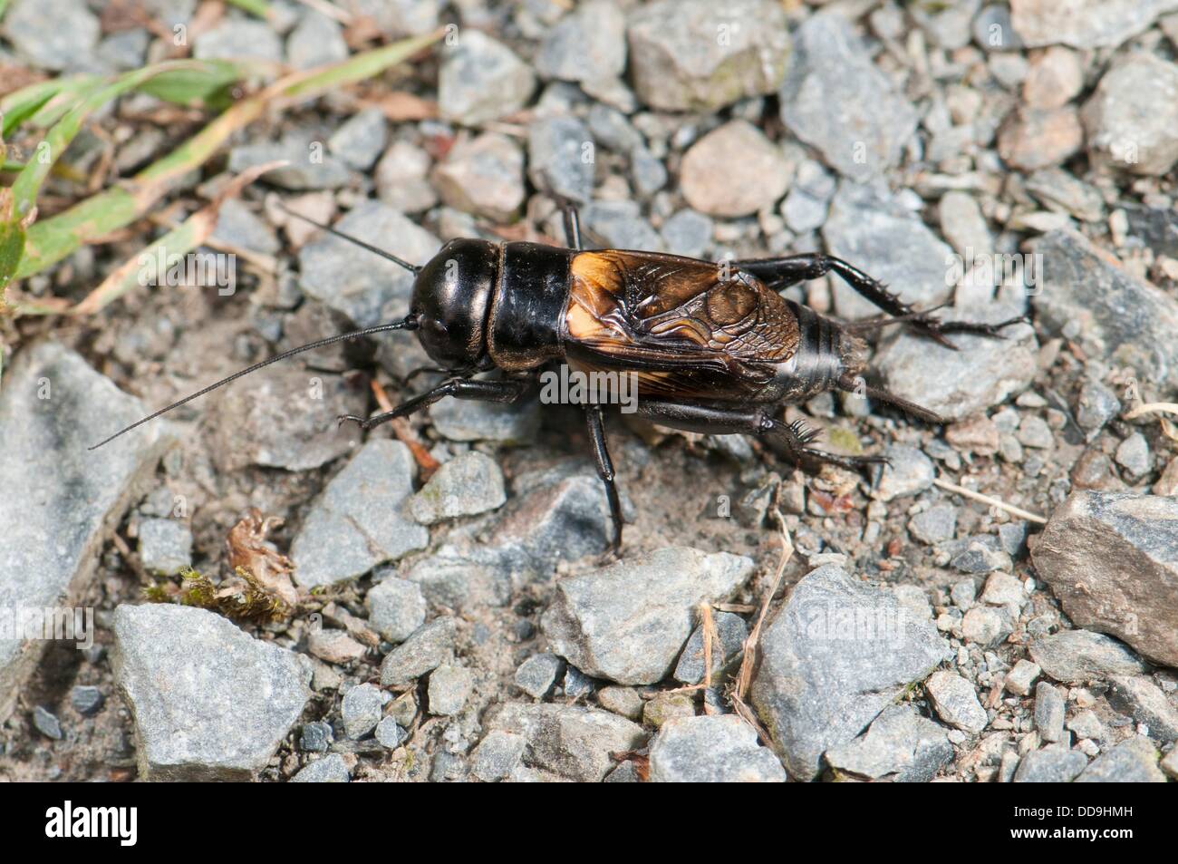 Grillon High Resolution Stock Photography and Images - Alamy