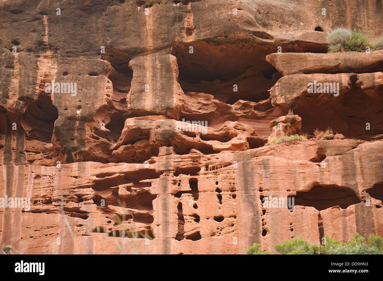 Planta fagaceae hi-res stock photography and images - Alamy