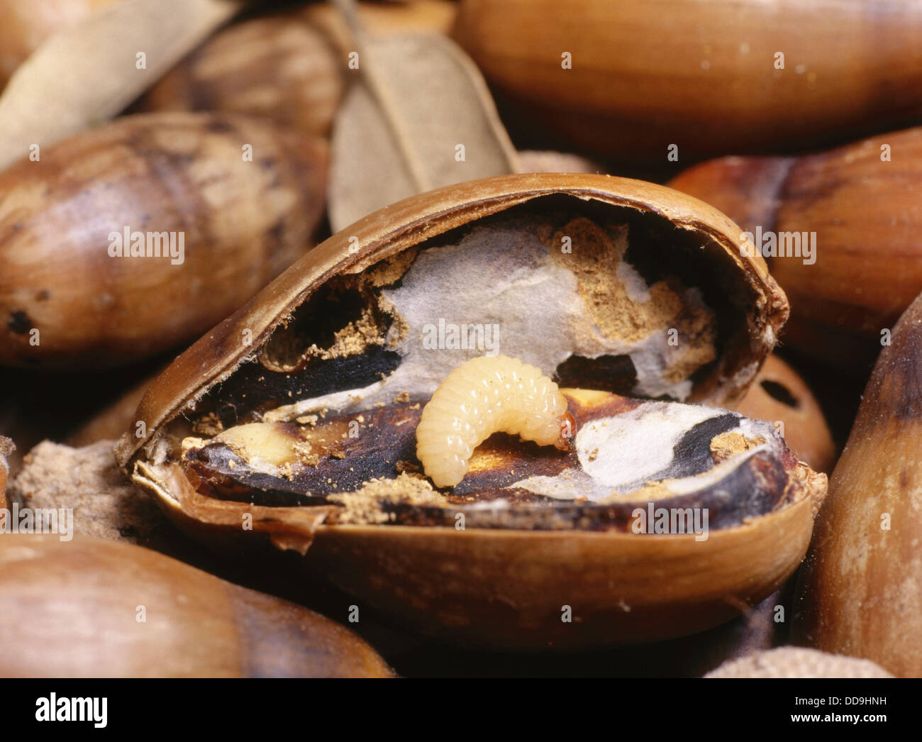 Acorns and larvae hi-res stock photography and images - Alamy