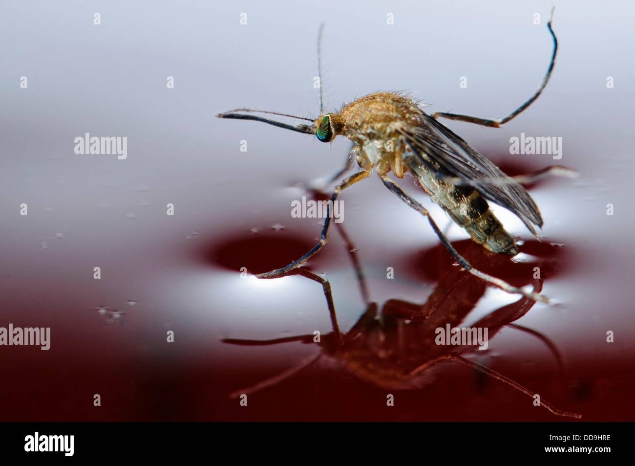 Pupa floating in hi-res stock photography and images - Alamy