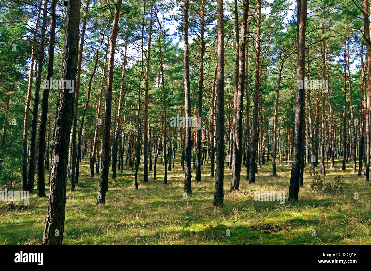 Germany, Brandenburg, Pine wood trees Stock Photo - Alamy