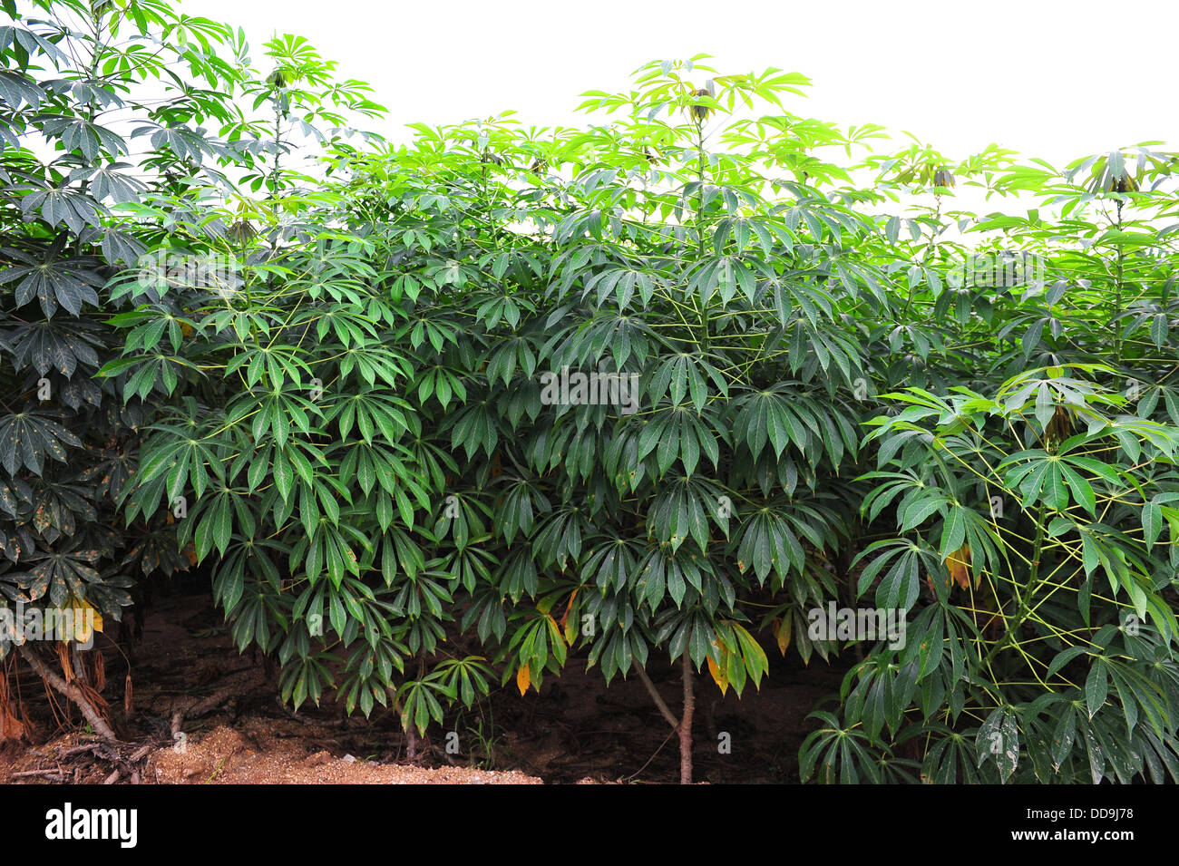 Cassava Tree High Resolution Stock Photography and Images - Alamy