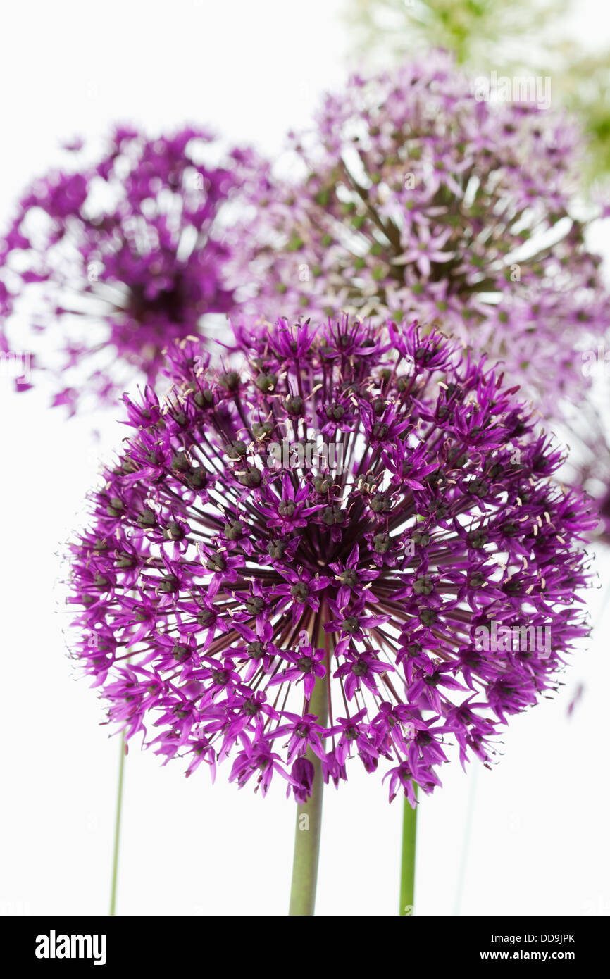 Giant onion flowers against white background, close up Stock Photo - Alamy