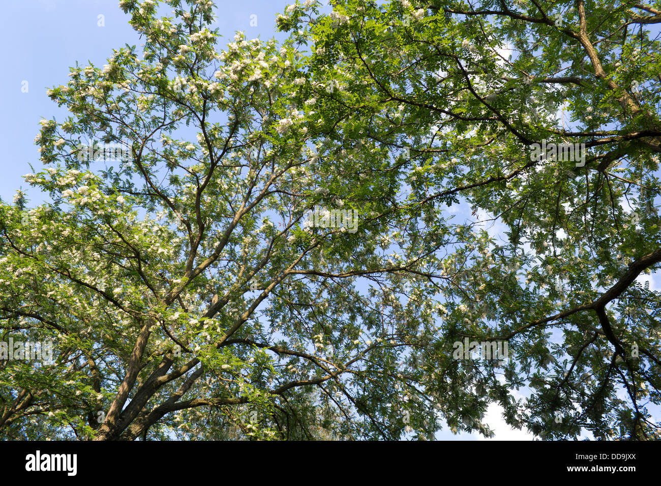 Flowering acacia tree hi-res stock photography and images - Alamy