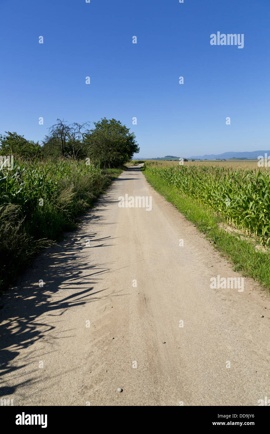 Gravel Track through Corn Fields near Obernai in the Alsace, France ...