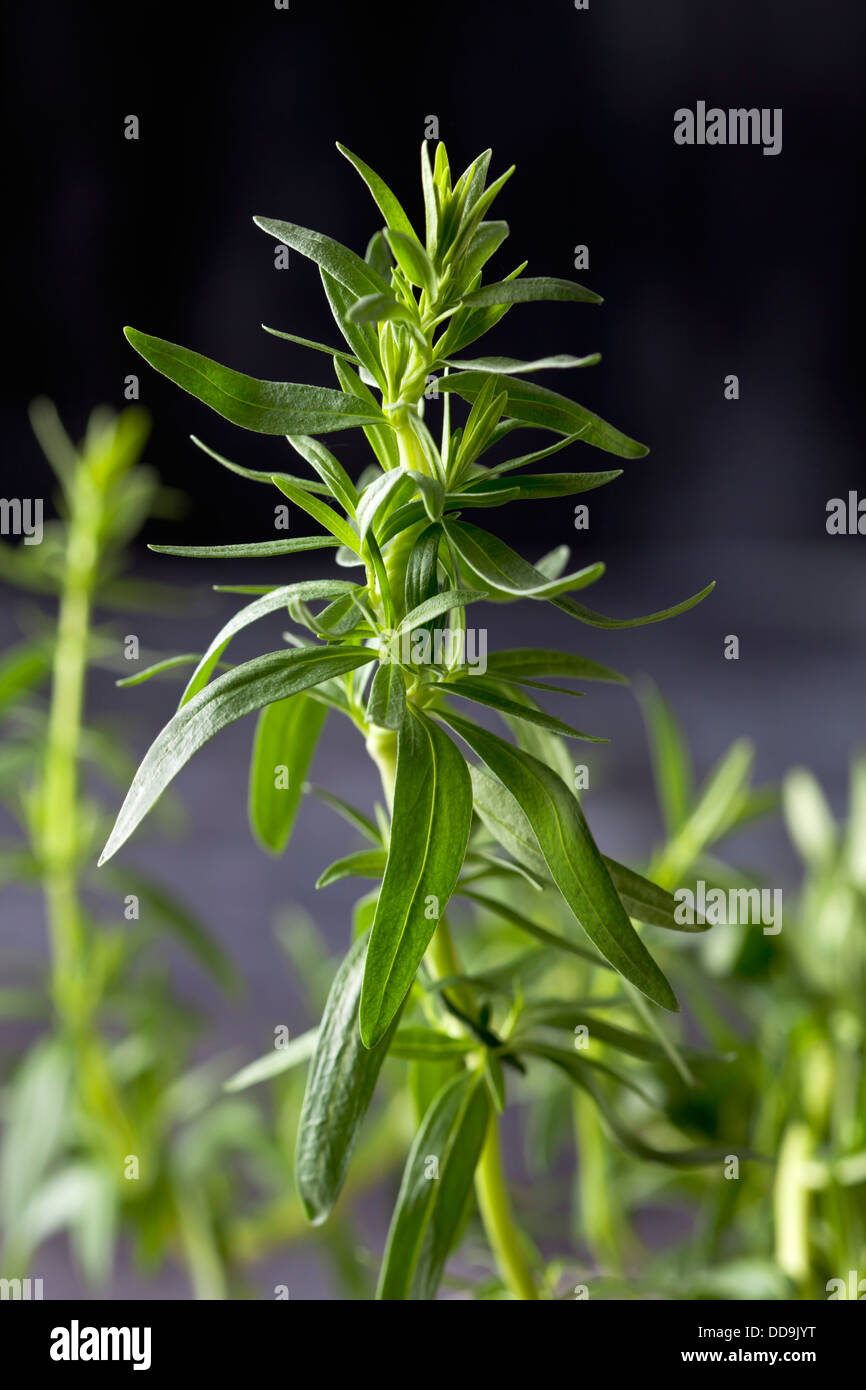 Hyssop, close up Stock Photo - Alamy