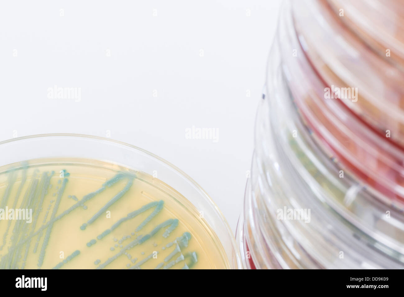 Petri dishes with bacteria on white background, close up Stock Photo ...