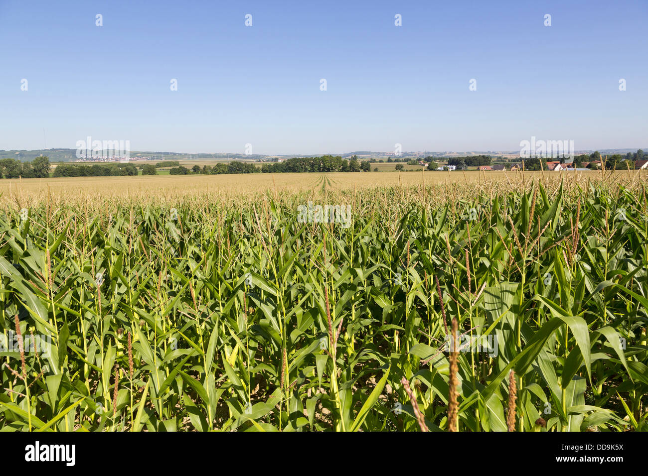 Corn Field near Obernai in the Alsace, France Stock Photo - Alamy