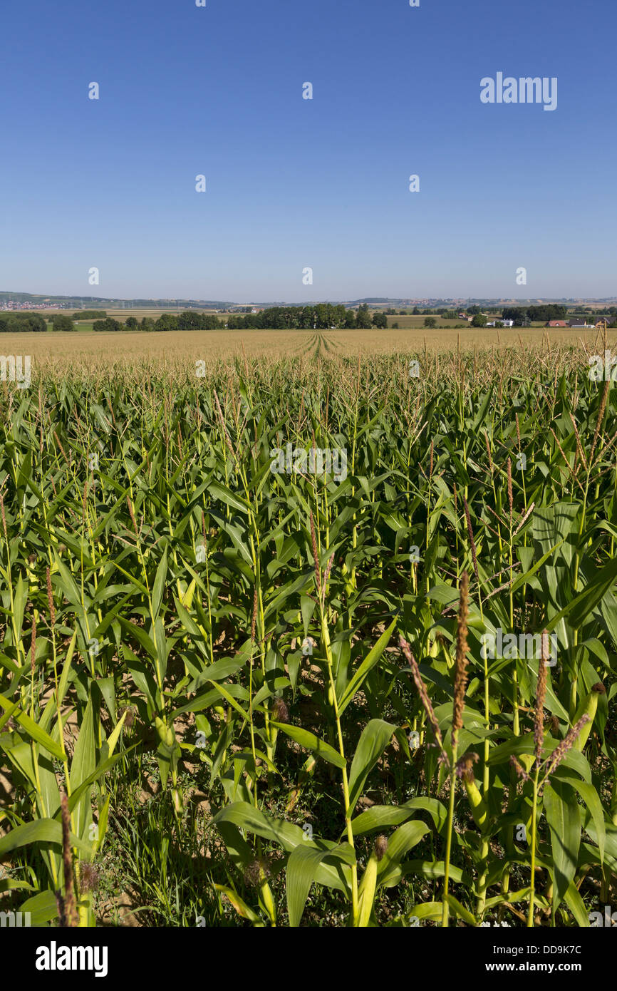 Corn Field near Obernai in the Alsace, France Stock Photo - Alamy