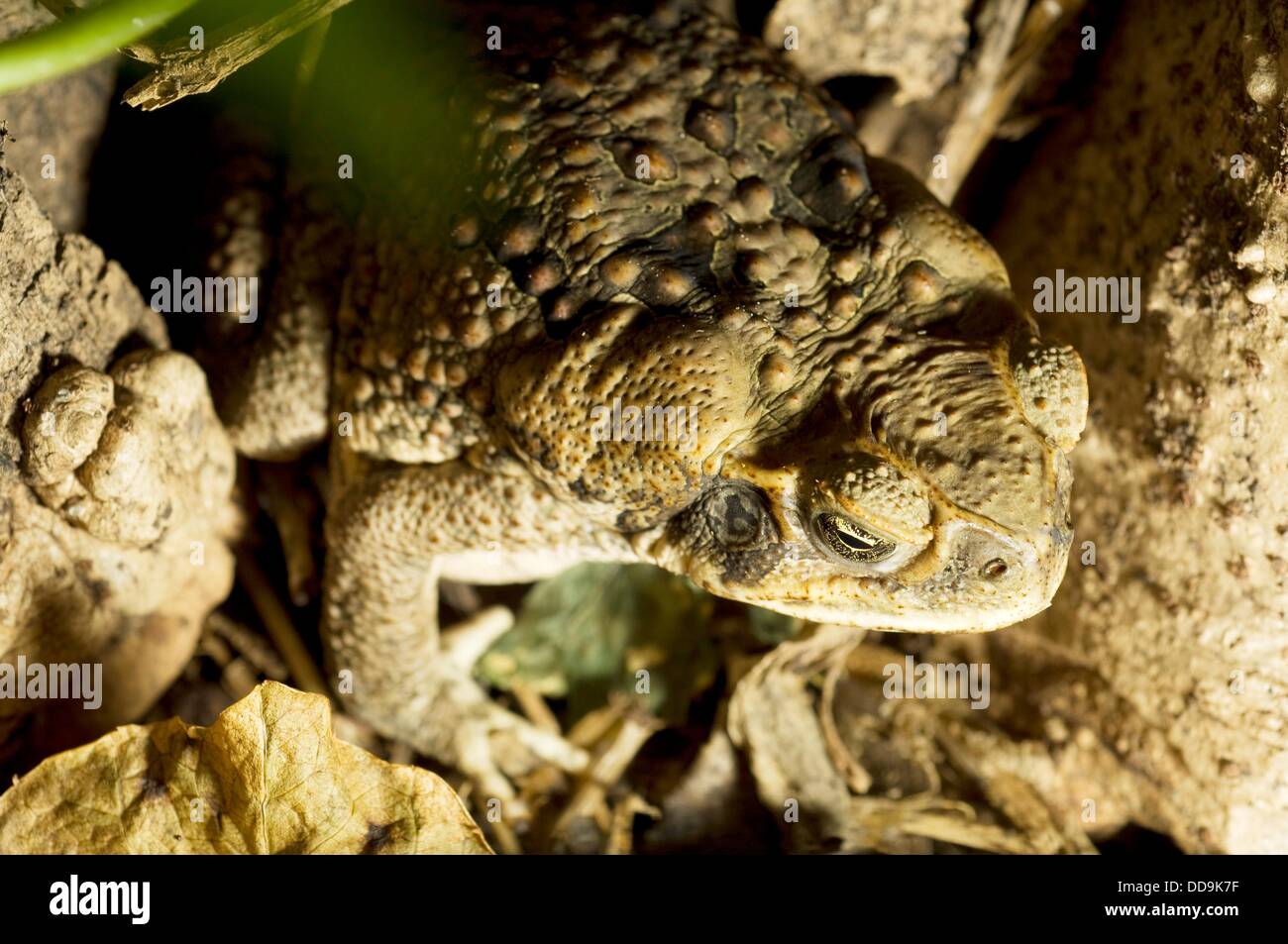 A cane toad, also called Marine Toad or Giant Toad Scientific name is ...