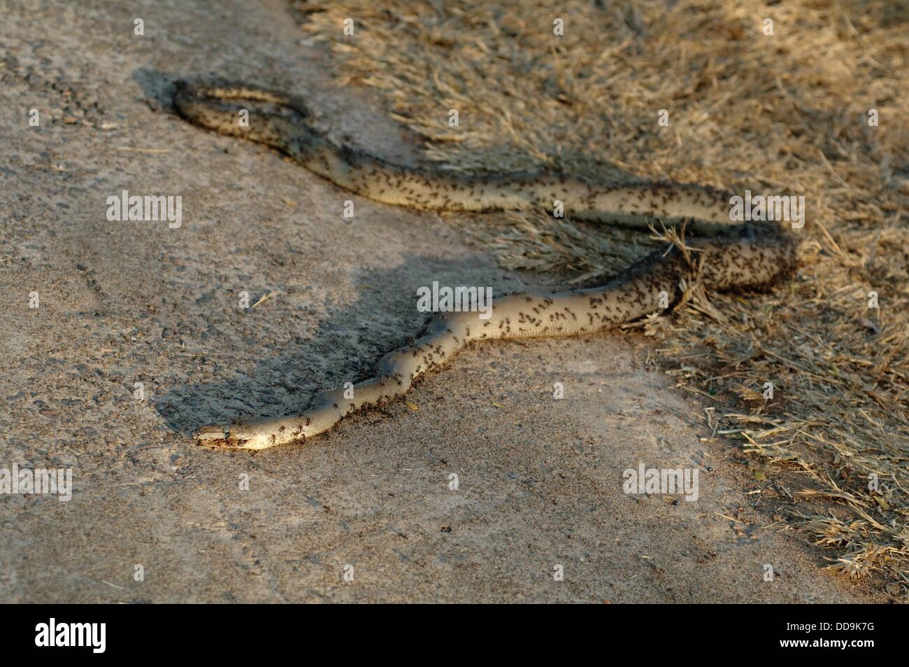 Olive python hi-res stock photography and images - Alamy