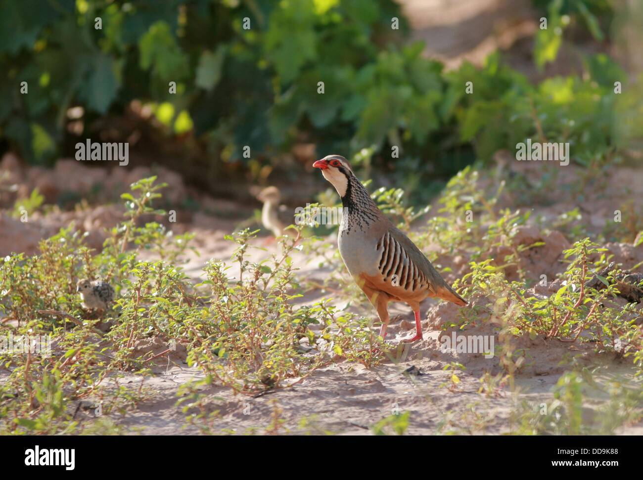 Flying partridge red leg hi-res stock photography and images - Alamy