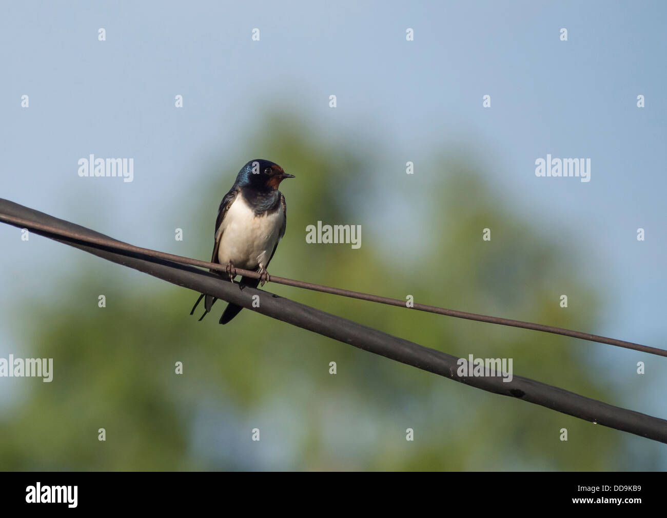 Swallow on a wire hi-res stock photography and images - Alamy