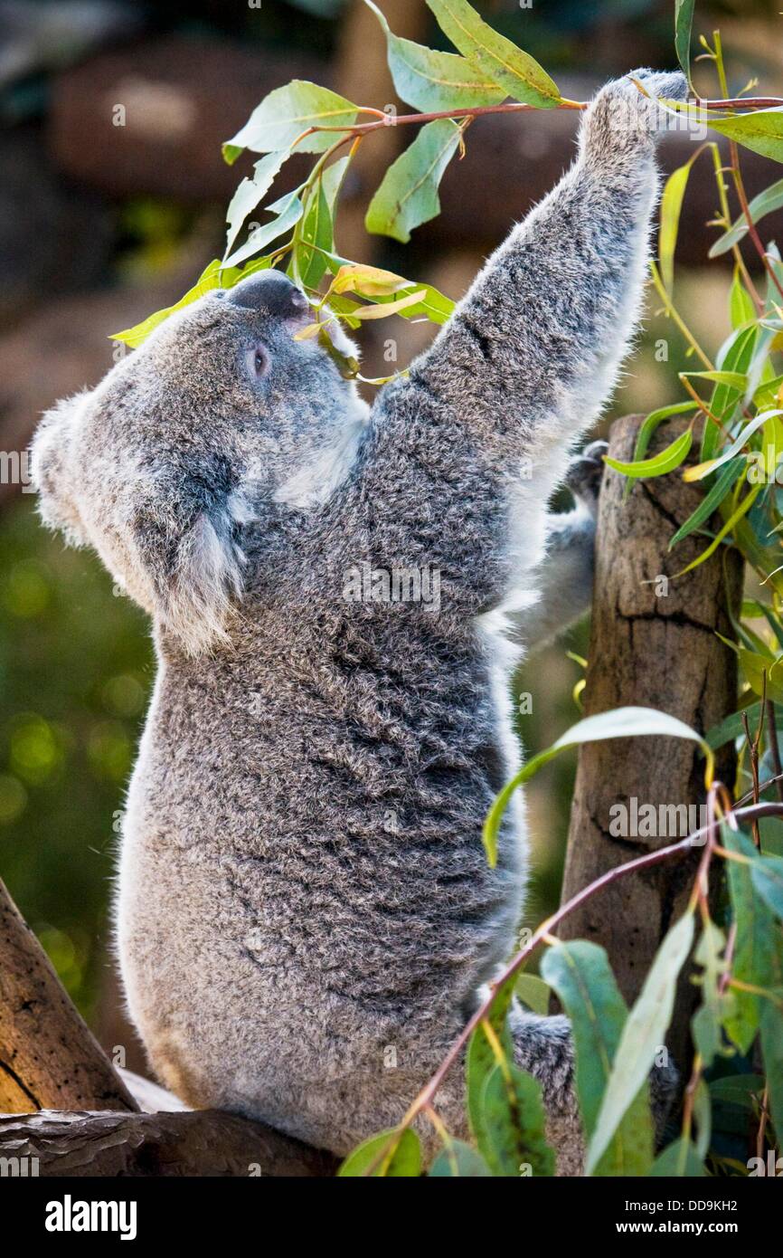 Koala eucalyptus tree hi-res stock photography and images - Alamy