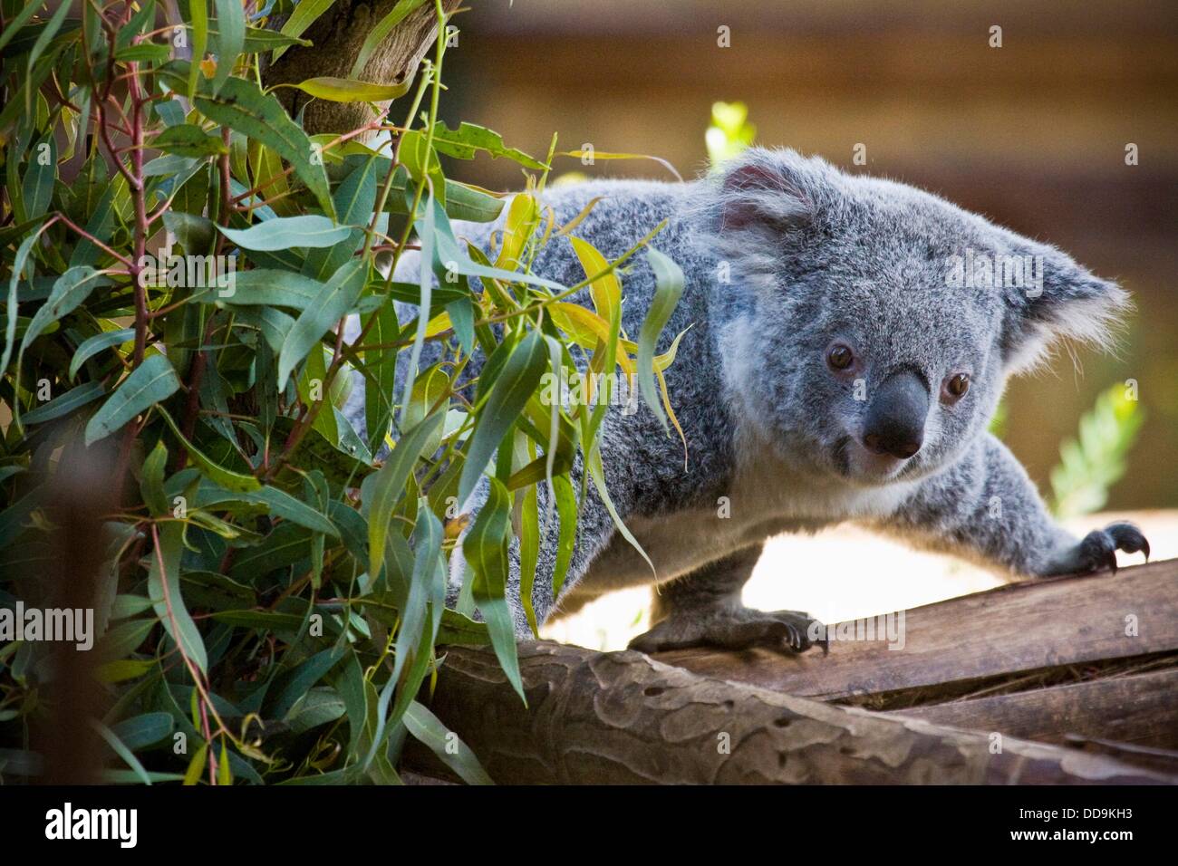 Koala walking hi-res stock photography and images - Alamy
