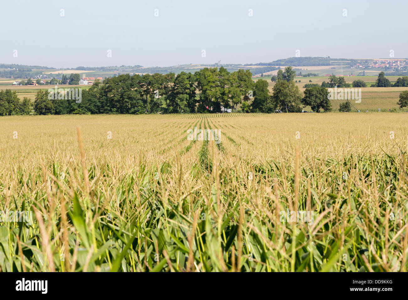 Corn Field near Obernai in the Alsace, France Stock Photo - Alamy