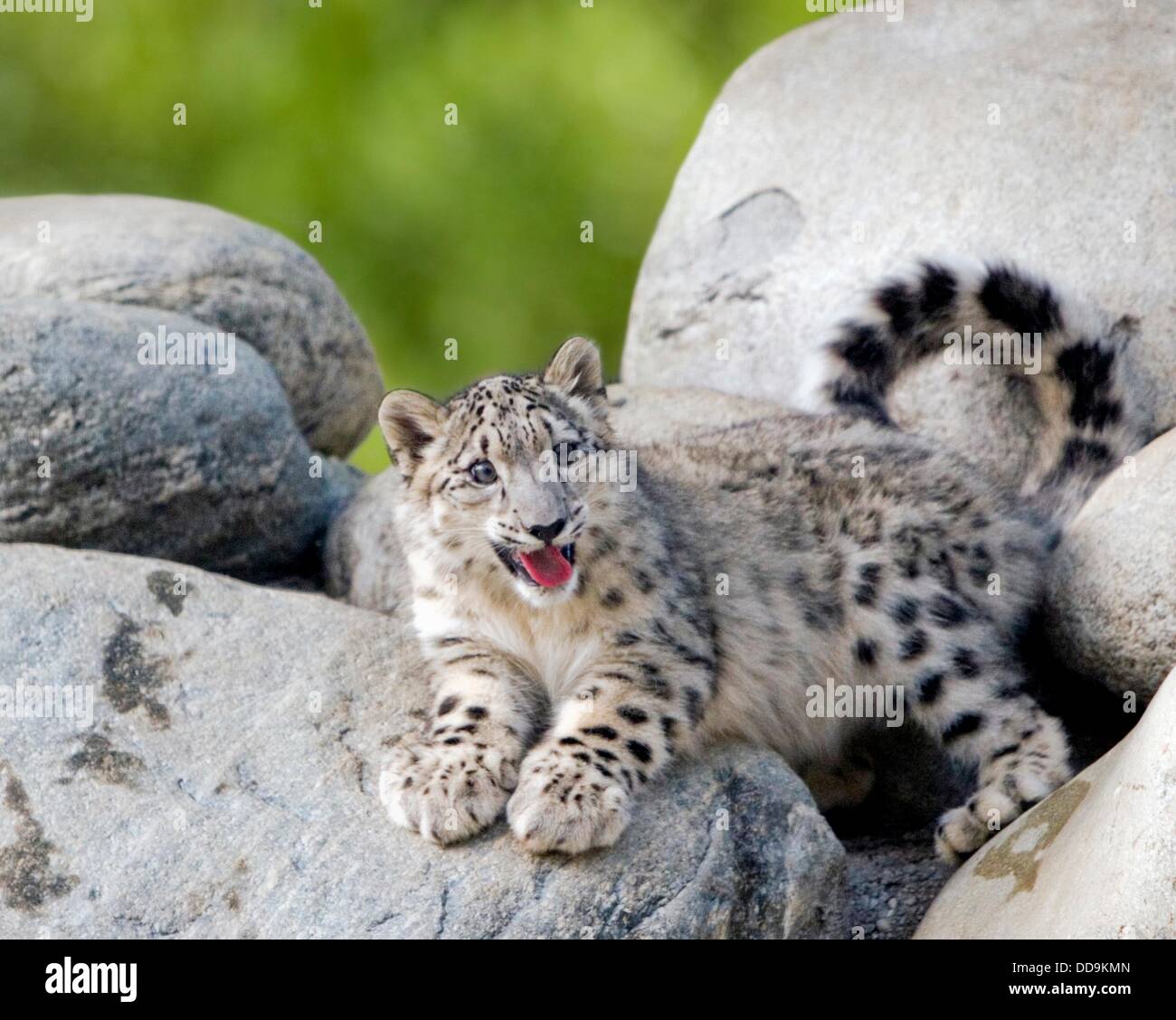 Snow Leopard Kittens