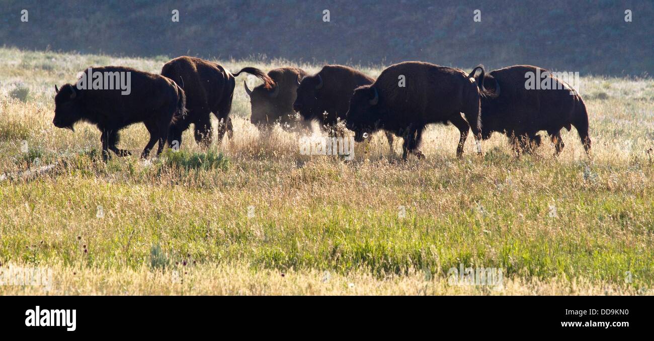 2010 animalia hi-res stock photography and images - Alamy