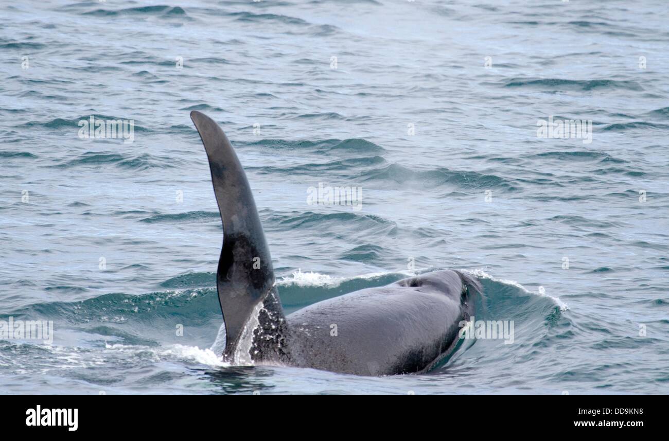 CA-199 Male transient Orca Killer Whale Stock Photo - Alamy