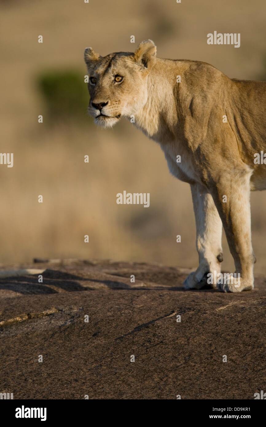 Lioness in the Masai Mara Stock Photo - Alamy