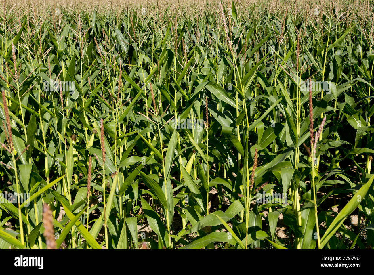 Corn Field near Obernai in the Alsace, France Stock Photo - Alamy