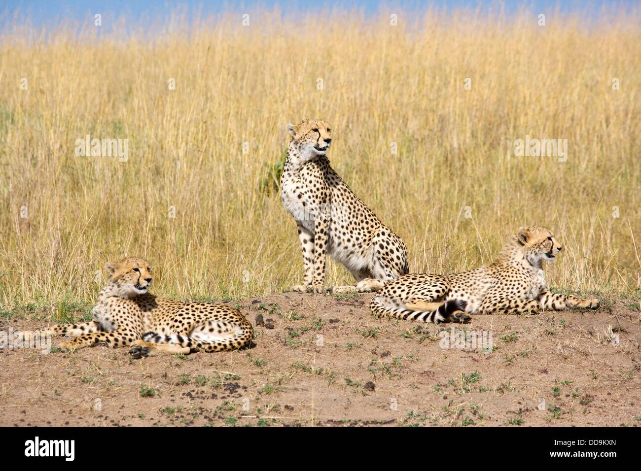 Cheetah family in the Masai Mara Stock Photo - Alamy