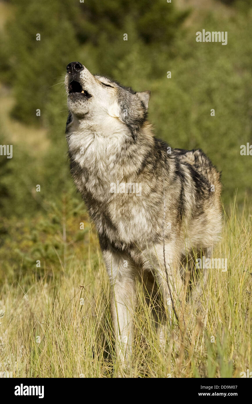Gray wolf howling hi-res stock photography and images - Alamy