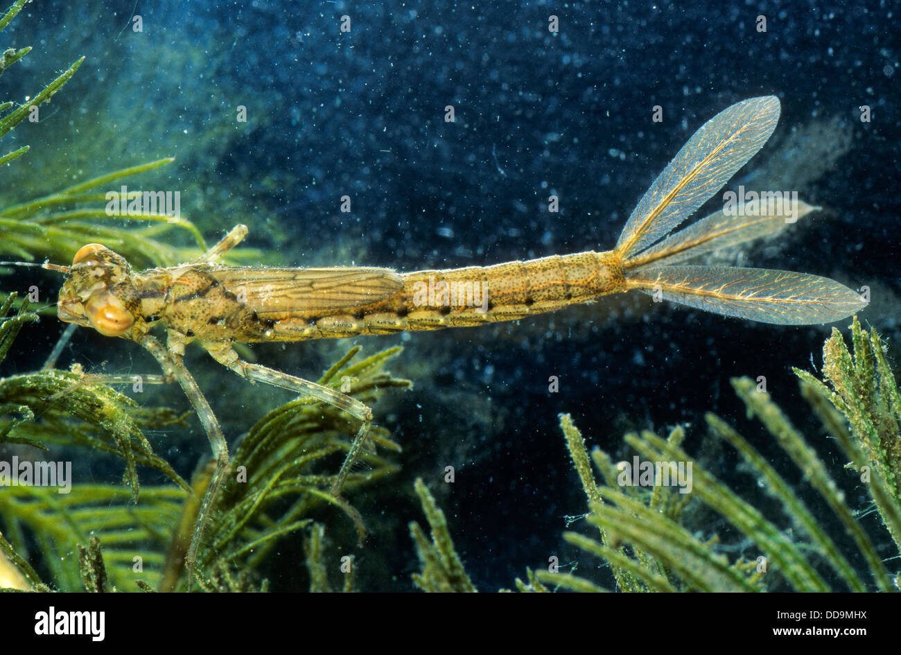 Azure Damselfly, larva, larvae, Hufeisen-Azurjungfer ...