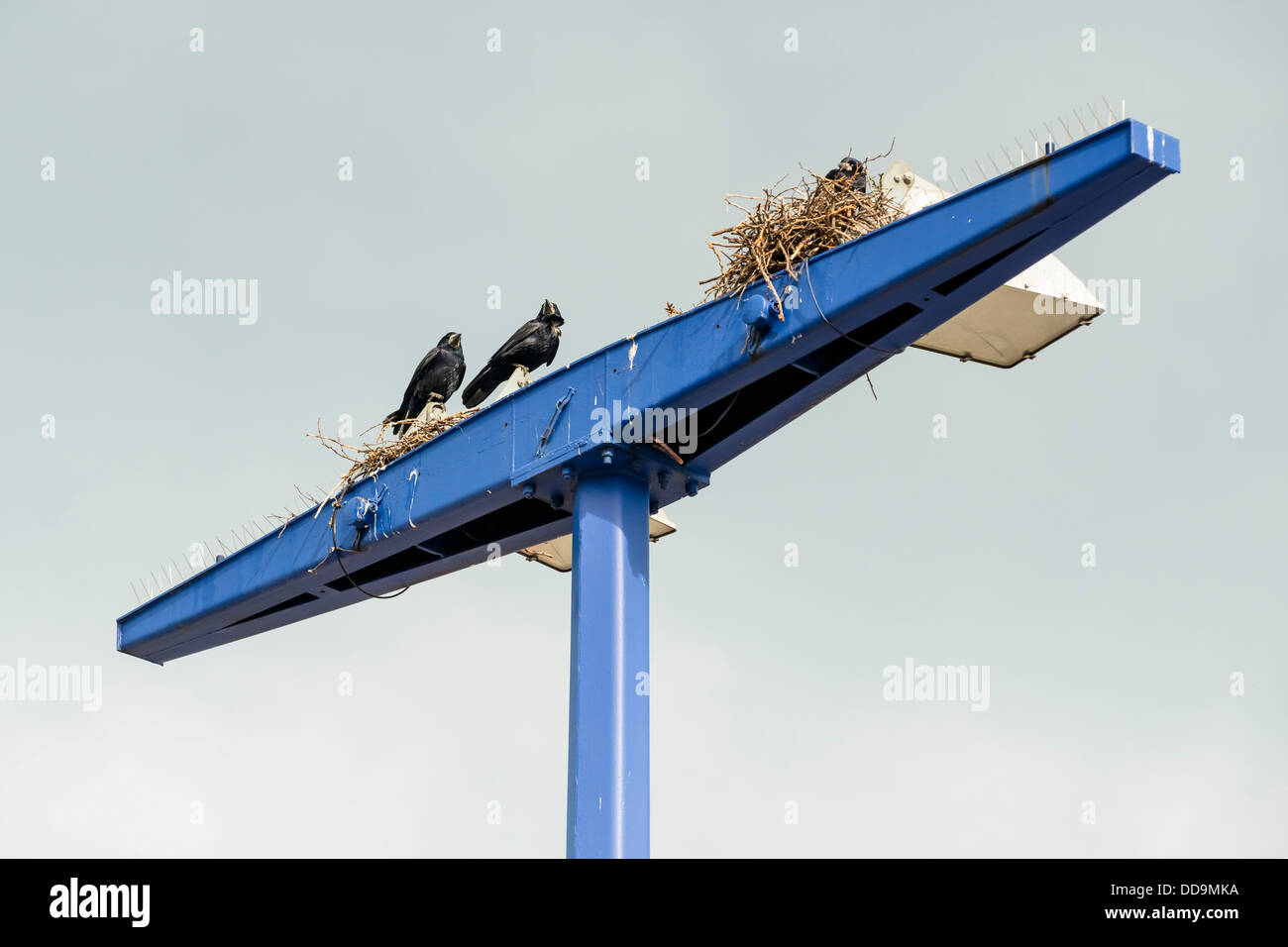 Germany, Berlin, Raven on light pylon at Berlin Schonefeld Airport ...