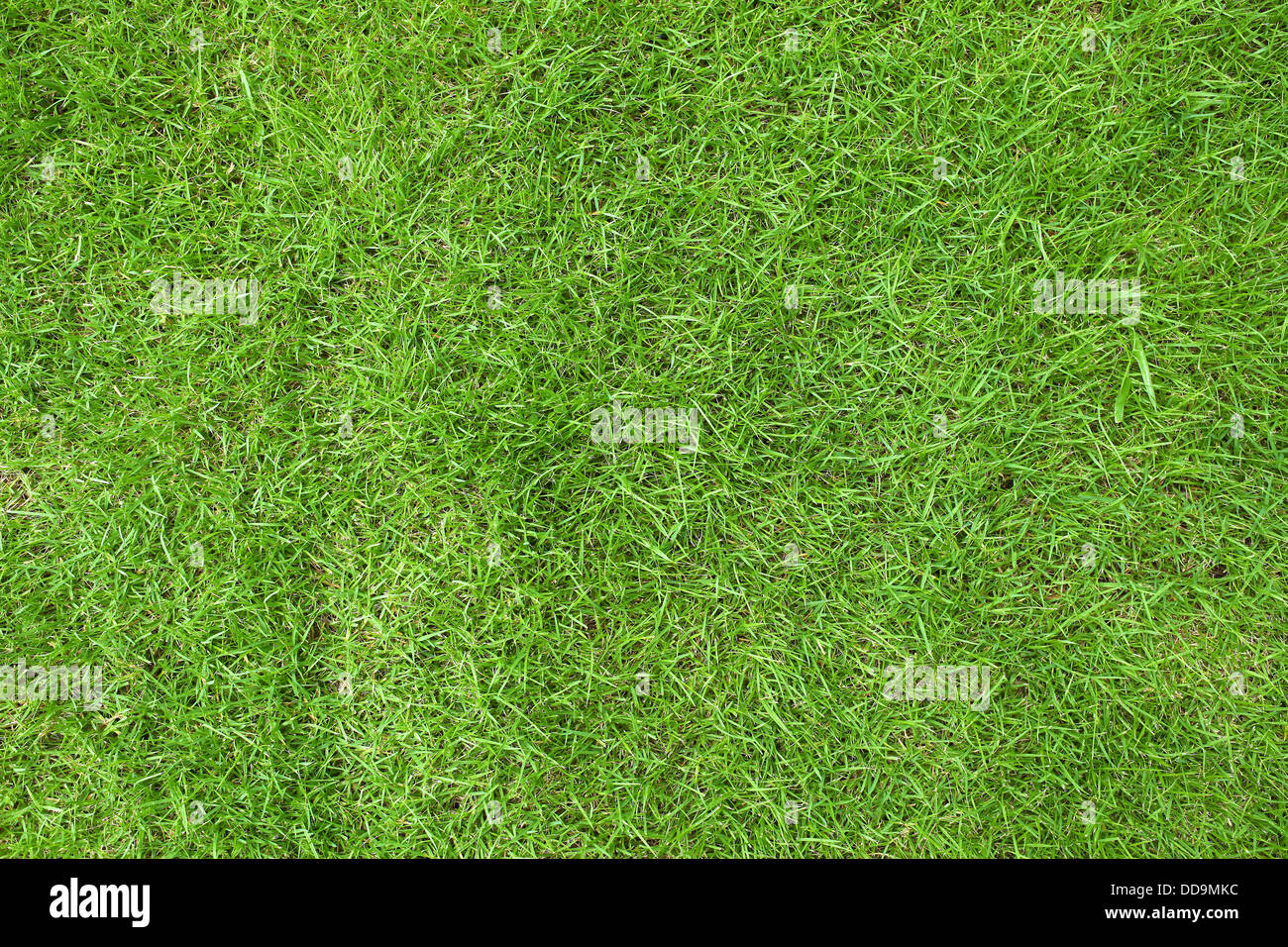 Grass lawn plants hi-res stock photography and images - Alamy
