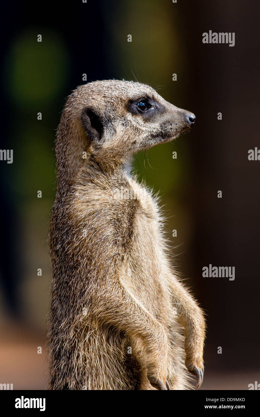 Meerkovo hi-res stock photography and images - Alamy