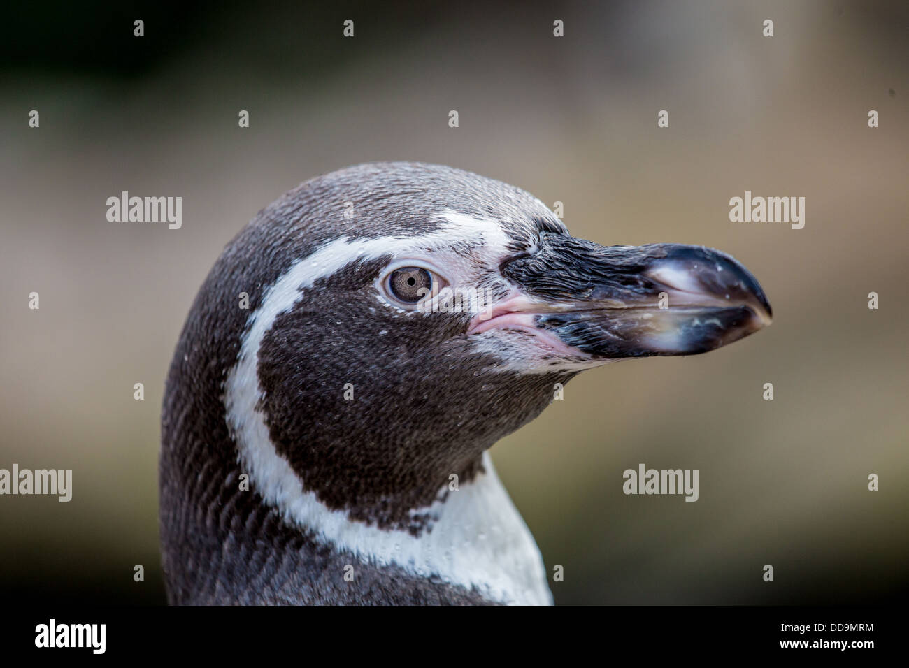 Penguin eye hi-res stock photography and images - Alamy
