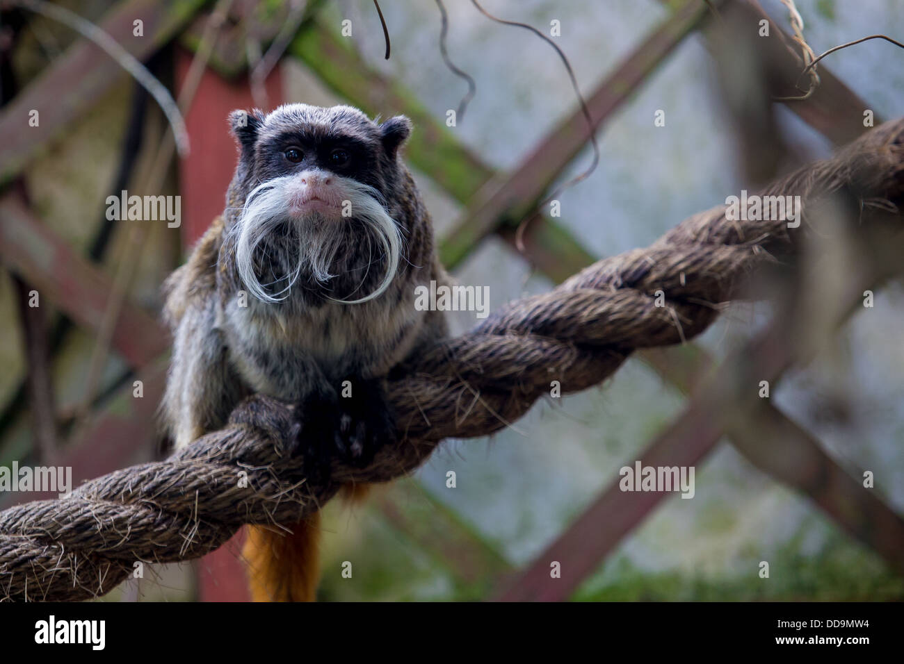 Marmoset monkey hi-res stock photography and images - Alamy