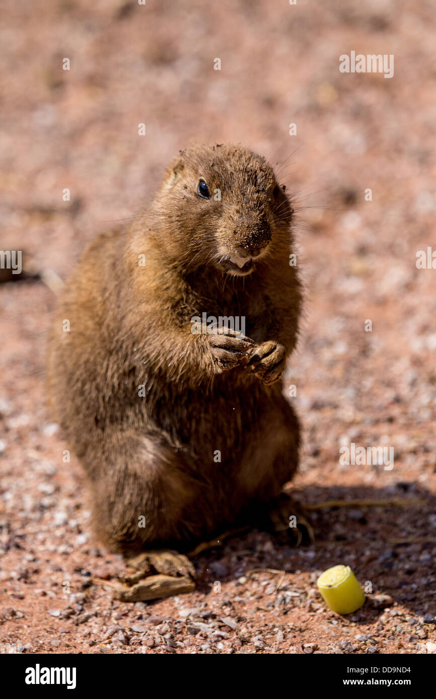 Gerbil teeth hi-res stock photography and images - Alamy