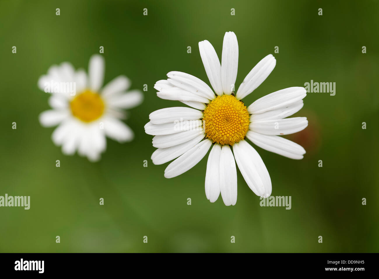 Austria, Meadow Daisy, close up Stock Photo - Alamy