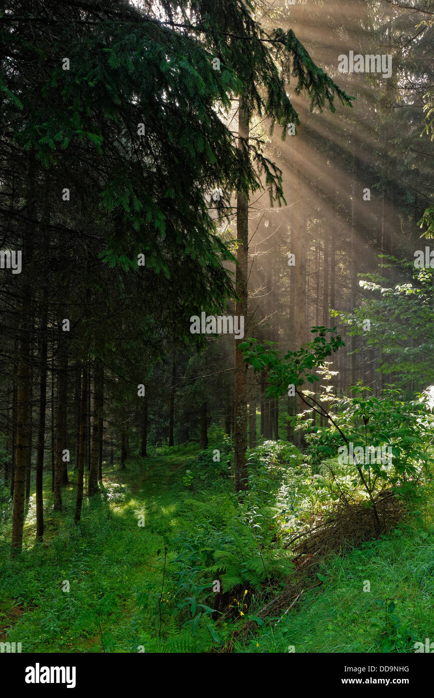 Austria, Lower Austria, View of forest near Lohnbach Stock Photo - Alamy