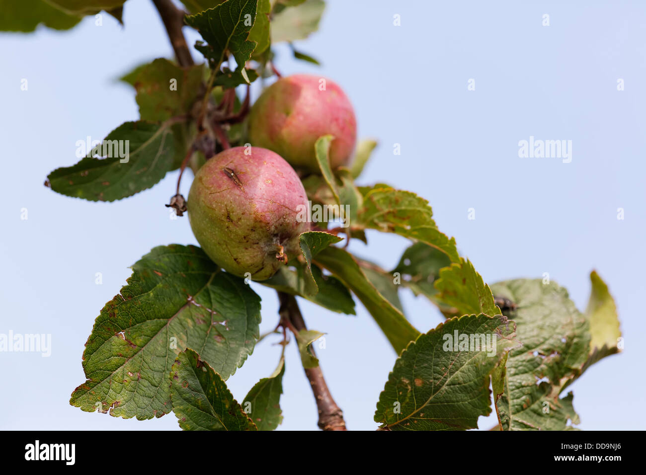 Austria, Cider apple in Nationalpark Neusiedler See Seewinkel Stock ...
