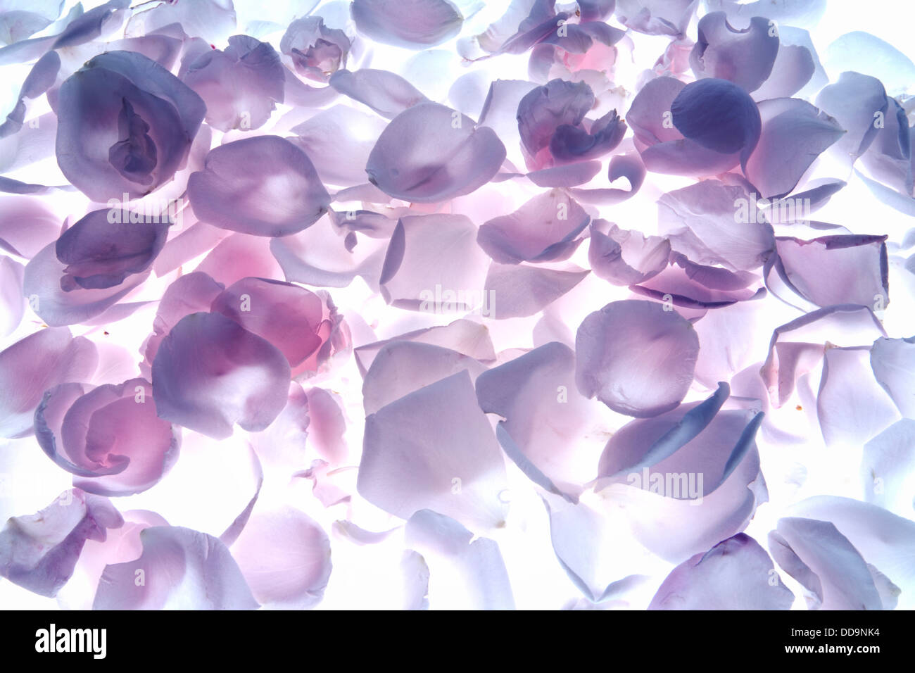 Rose petals with light, close up Stock Photo - Alamy
