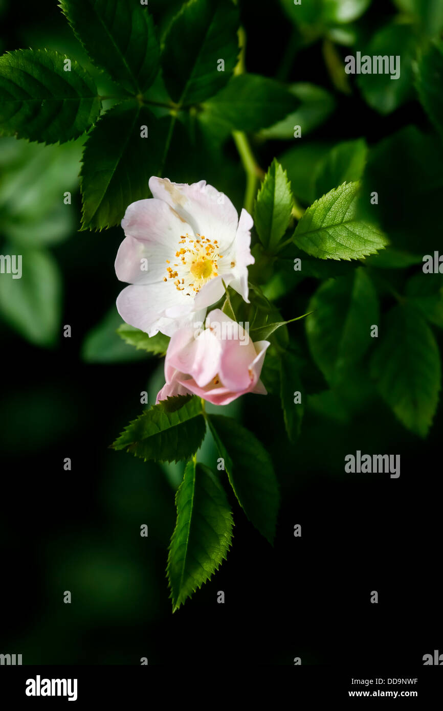 White rose germany hi-res stock photography and images - Alamy
